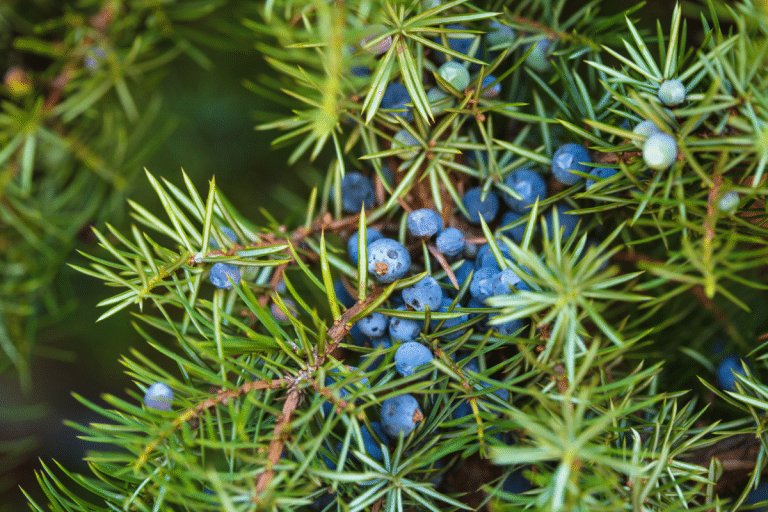 Exploration des conifères : Connaître et apprécier ces arbres ...